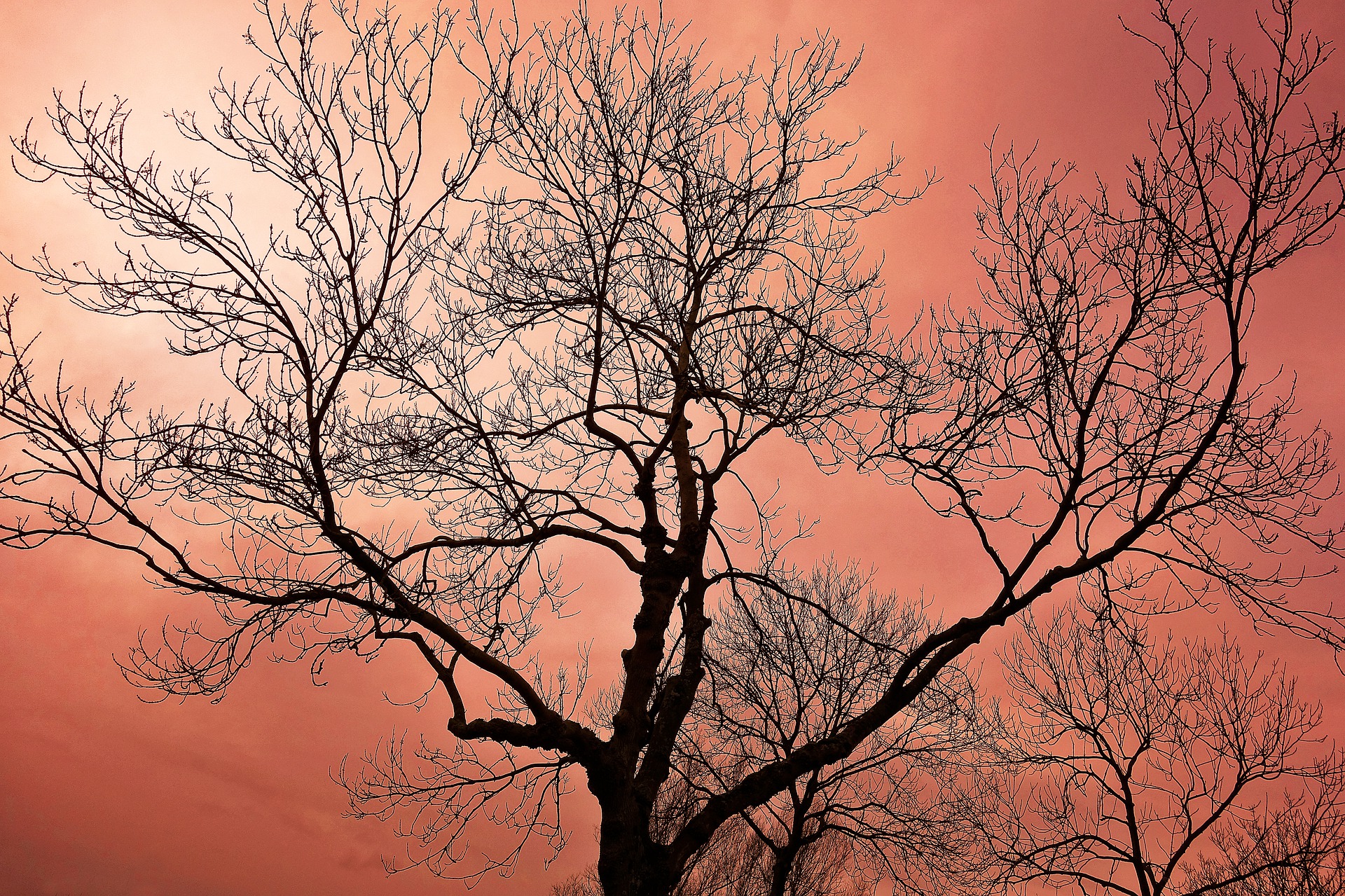 HOGE BOMEN VANGEN VEEL WIND... - Omroep Lingewaard